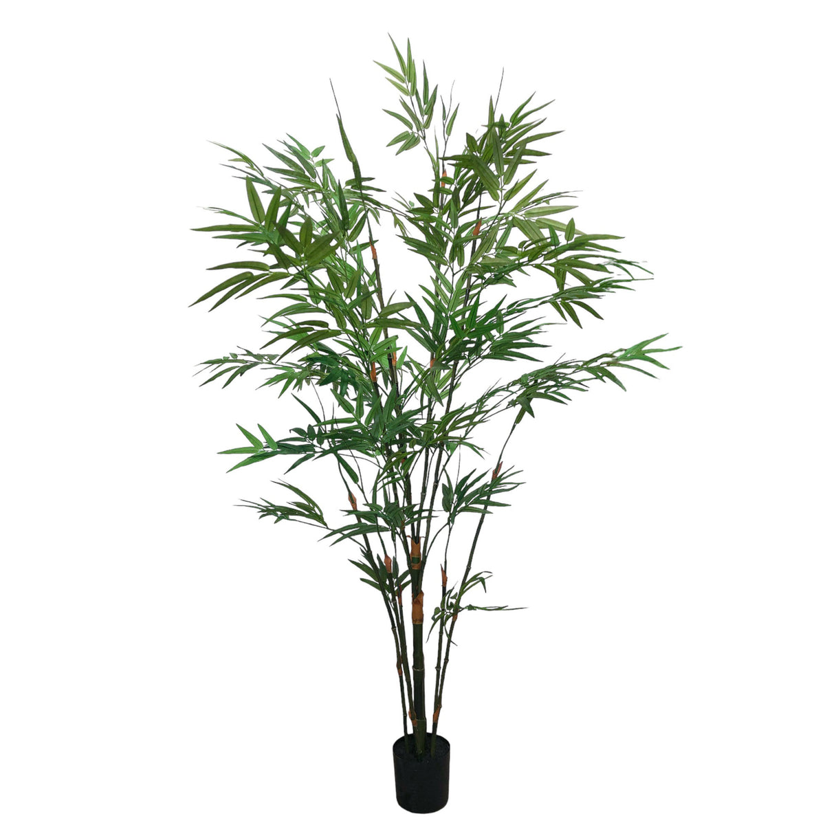 Japanese Bamboo 160cm. – Flourish_ph