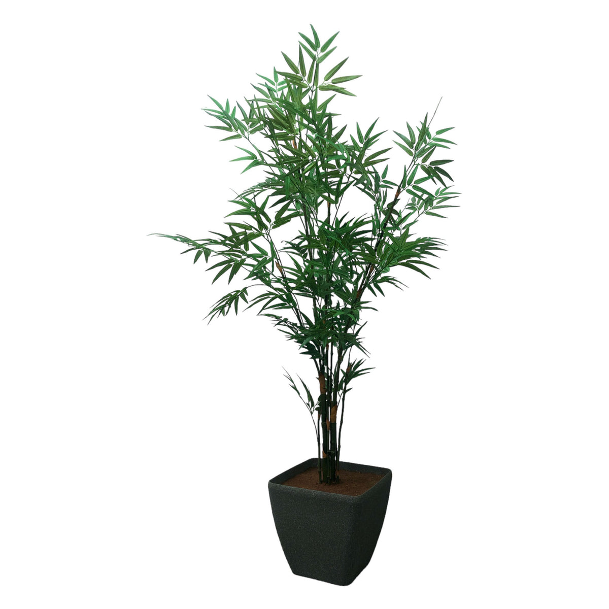 Japanese Bamboo 180cm. – Flourish_ph