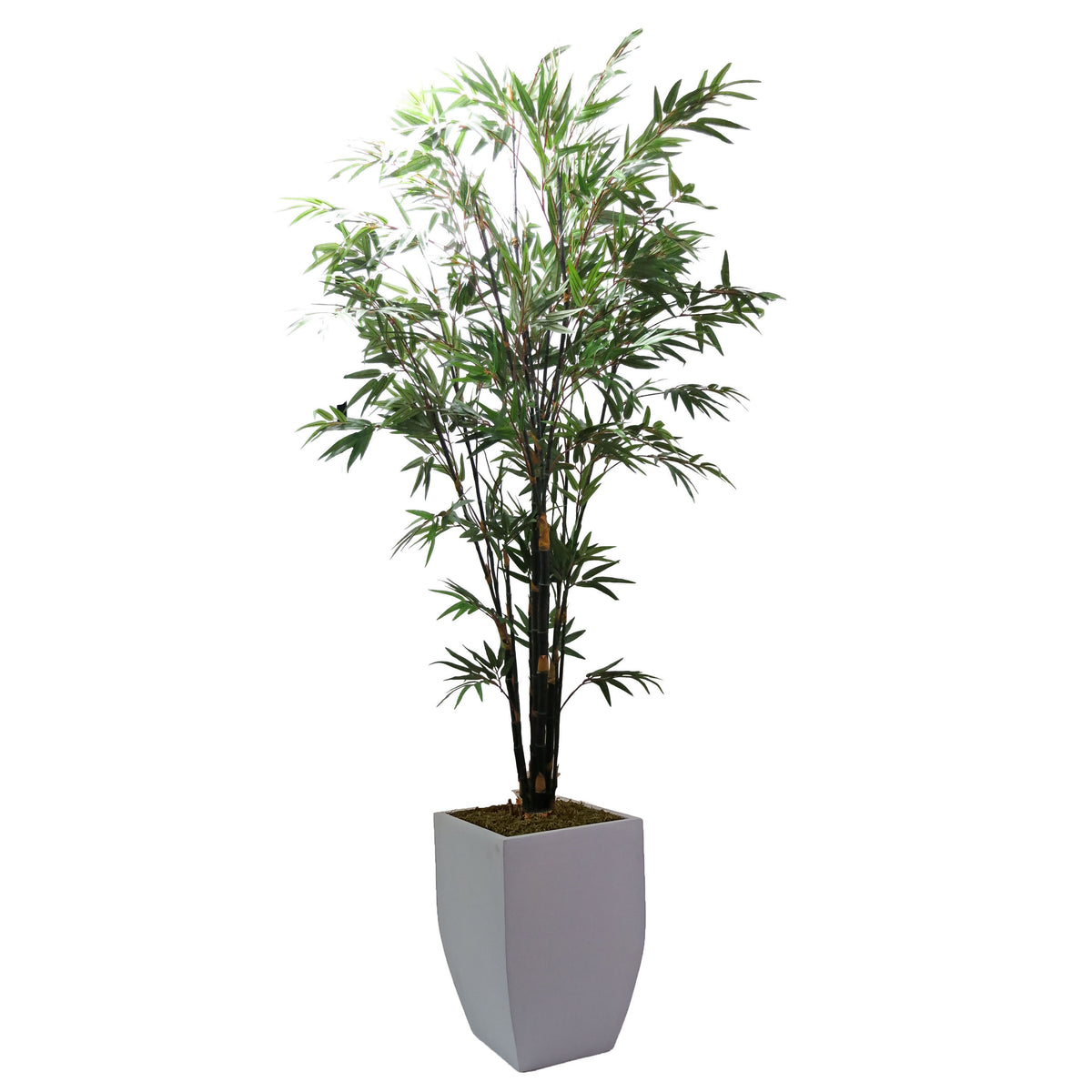 Bamboo Tree 256cm. – Flourish_ph