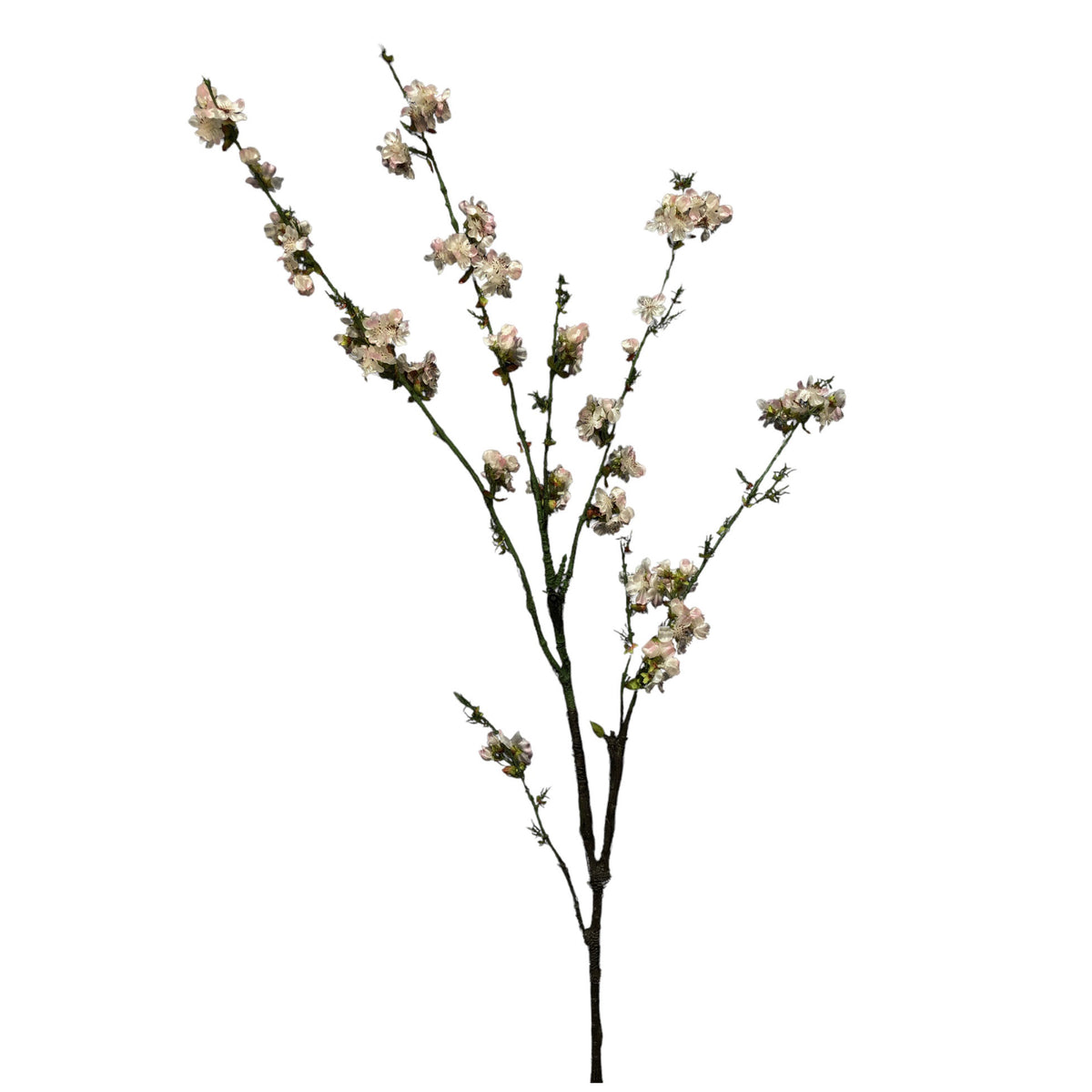 Ornamental Peach 128cm. – Flourish_ph