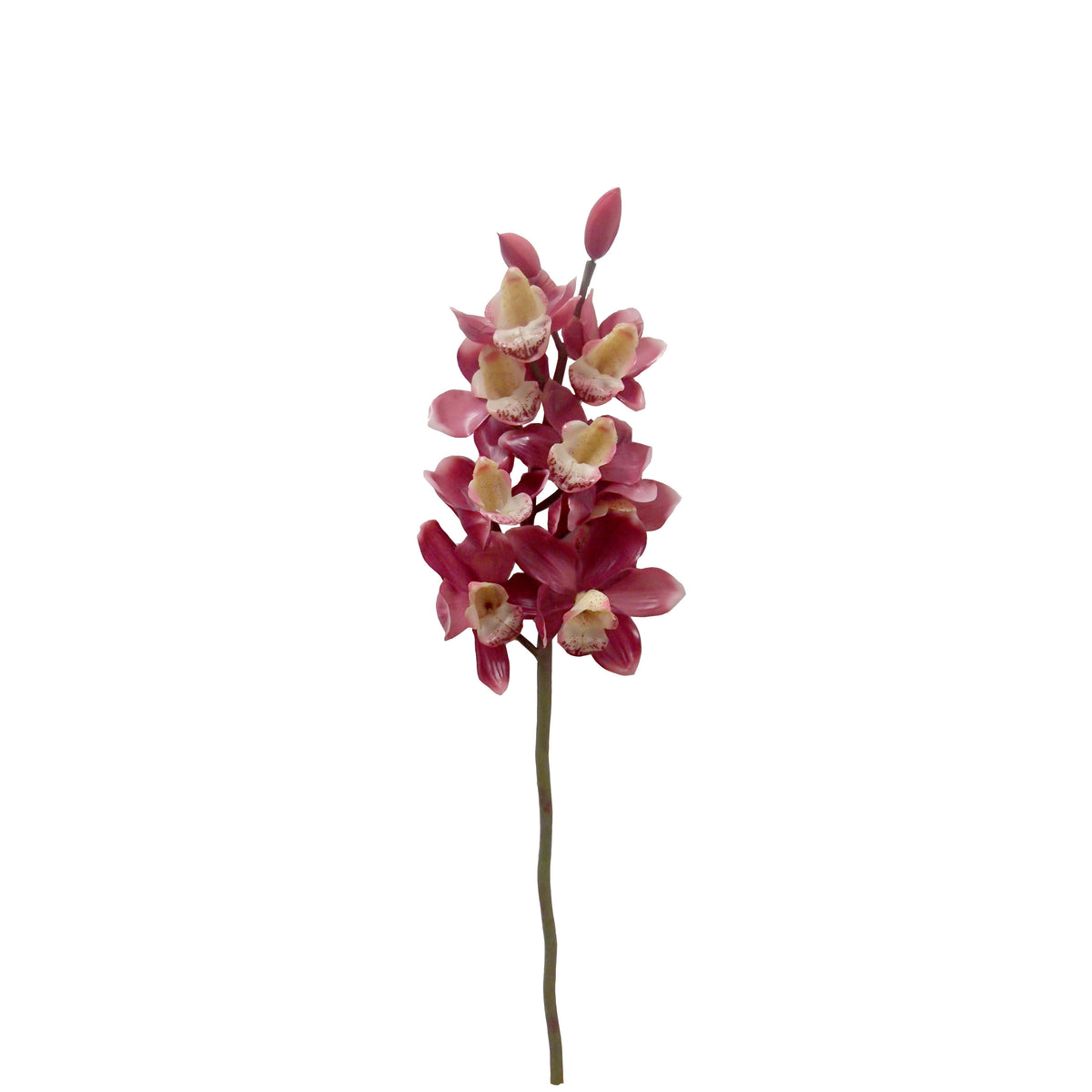 Cymbidium Spray 70cm. – Flourish_ph