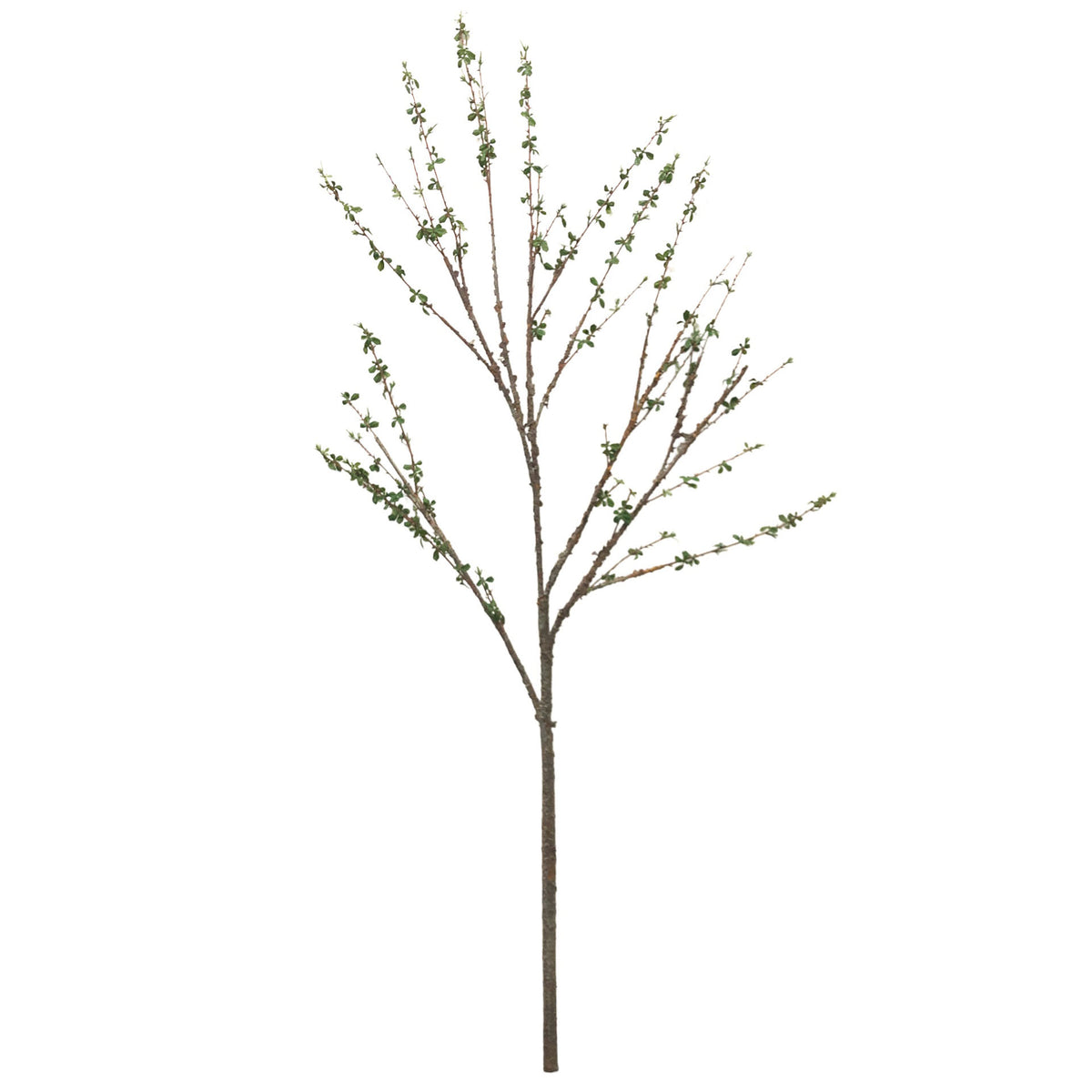 Birch Branch 170cm. – Flourish_ph