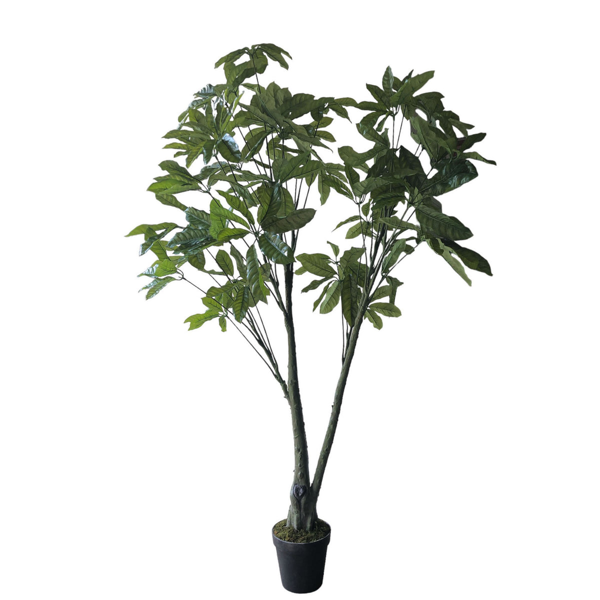 Schefflera Tree 185cm. – Flourish_ph