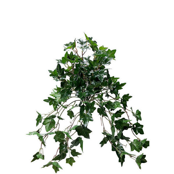 Ivy Bush 48cm. – Flourish_ph