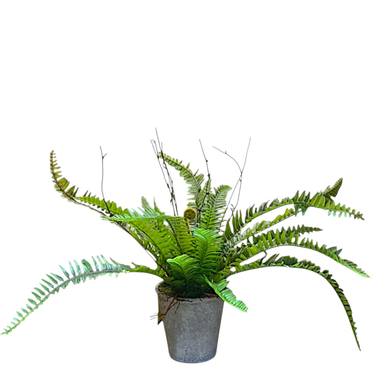 MKFA0279 Fern Arrangement – Flourish_ph