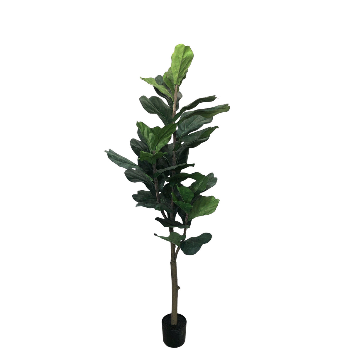 Fiddle-leaf Fig Tree 158cm. – Flourish_ph