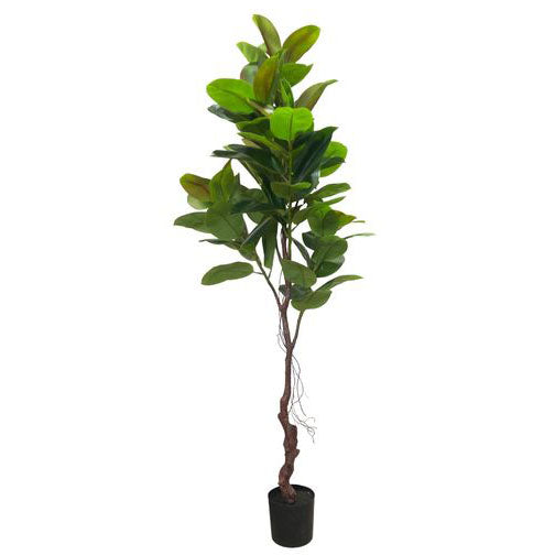 Rubber Tree 195cm. – Flourish_ph
