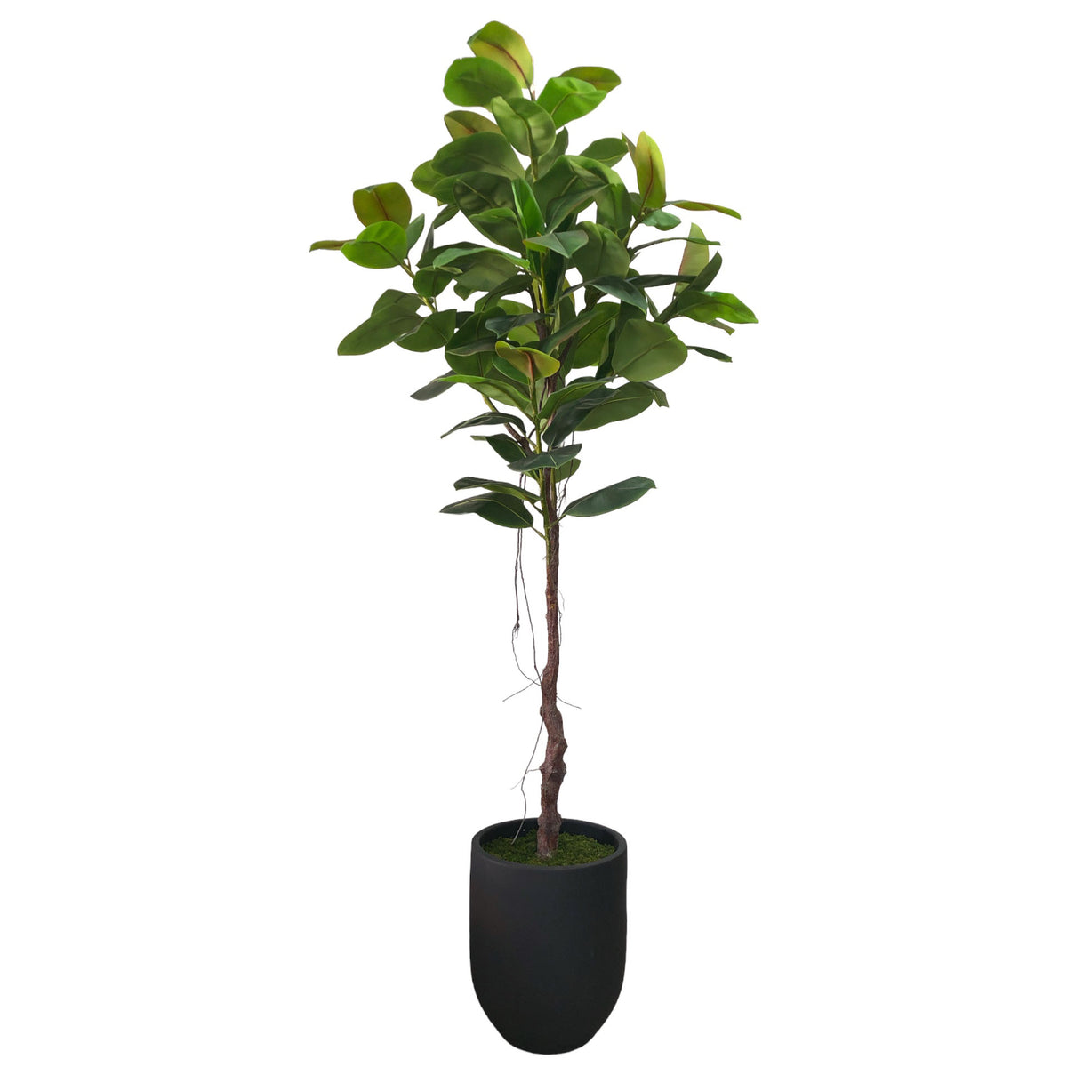 Rubber Tree 220cm. – Flourish_ph