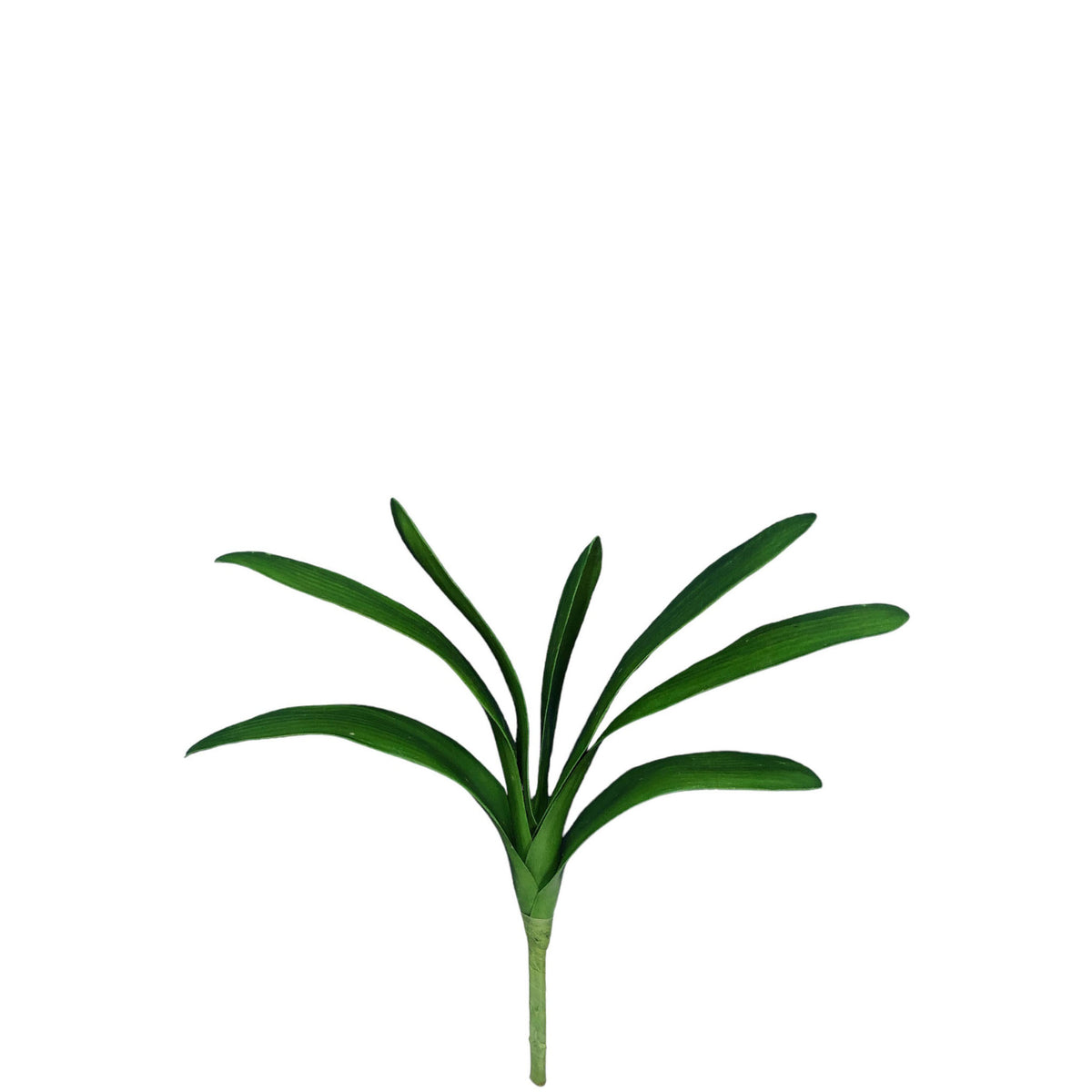 Clivia Leaf 38cm. – Flourish_ph