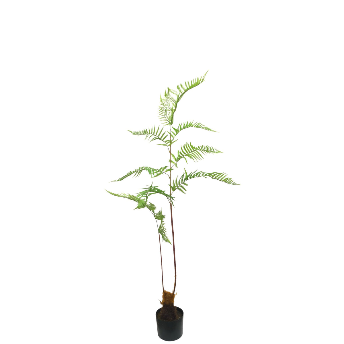 Fern Tree 120cm. – Flourish_ph