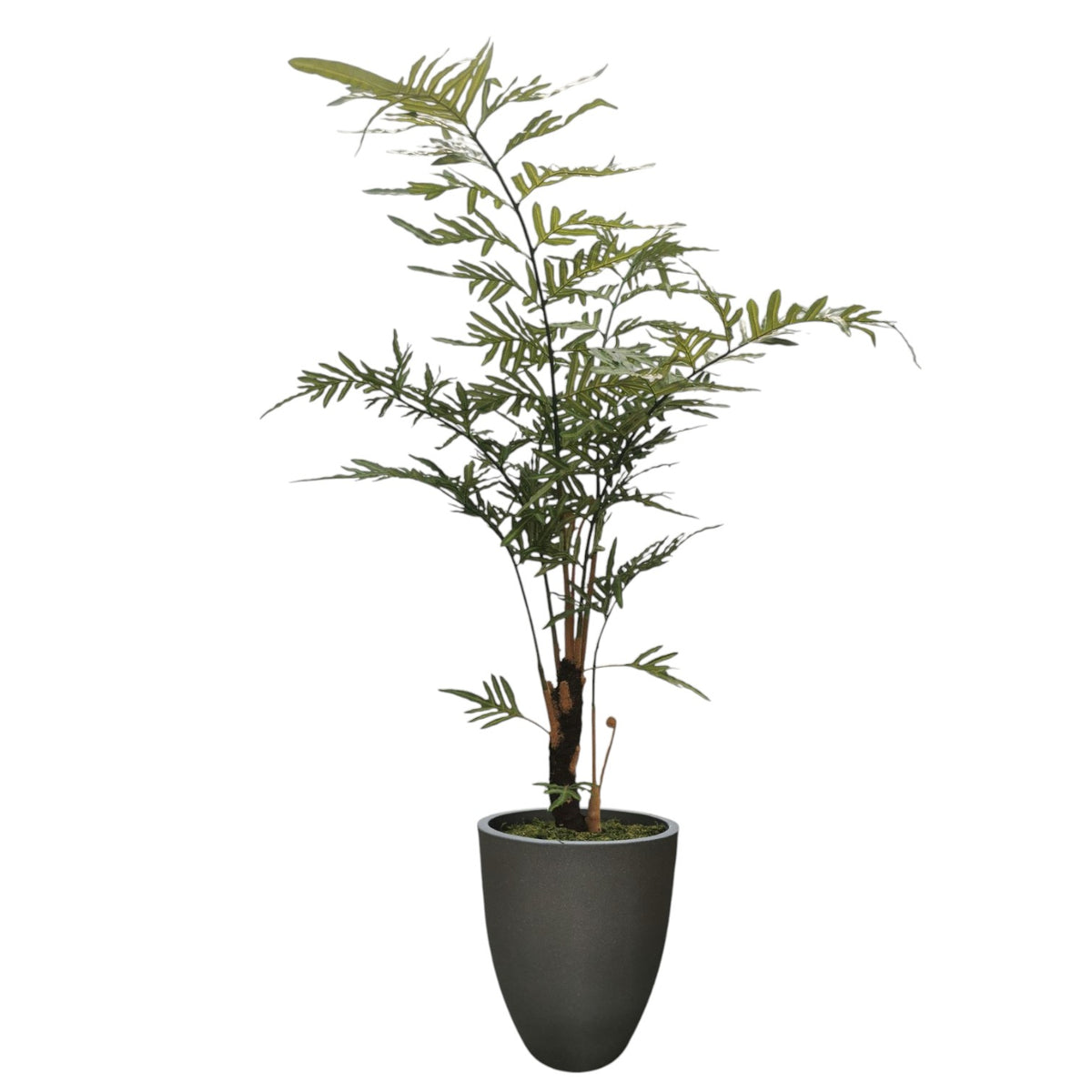 Fern Tree 230cm. – Flourish_ph