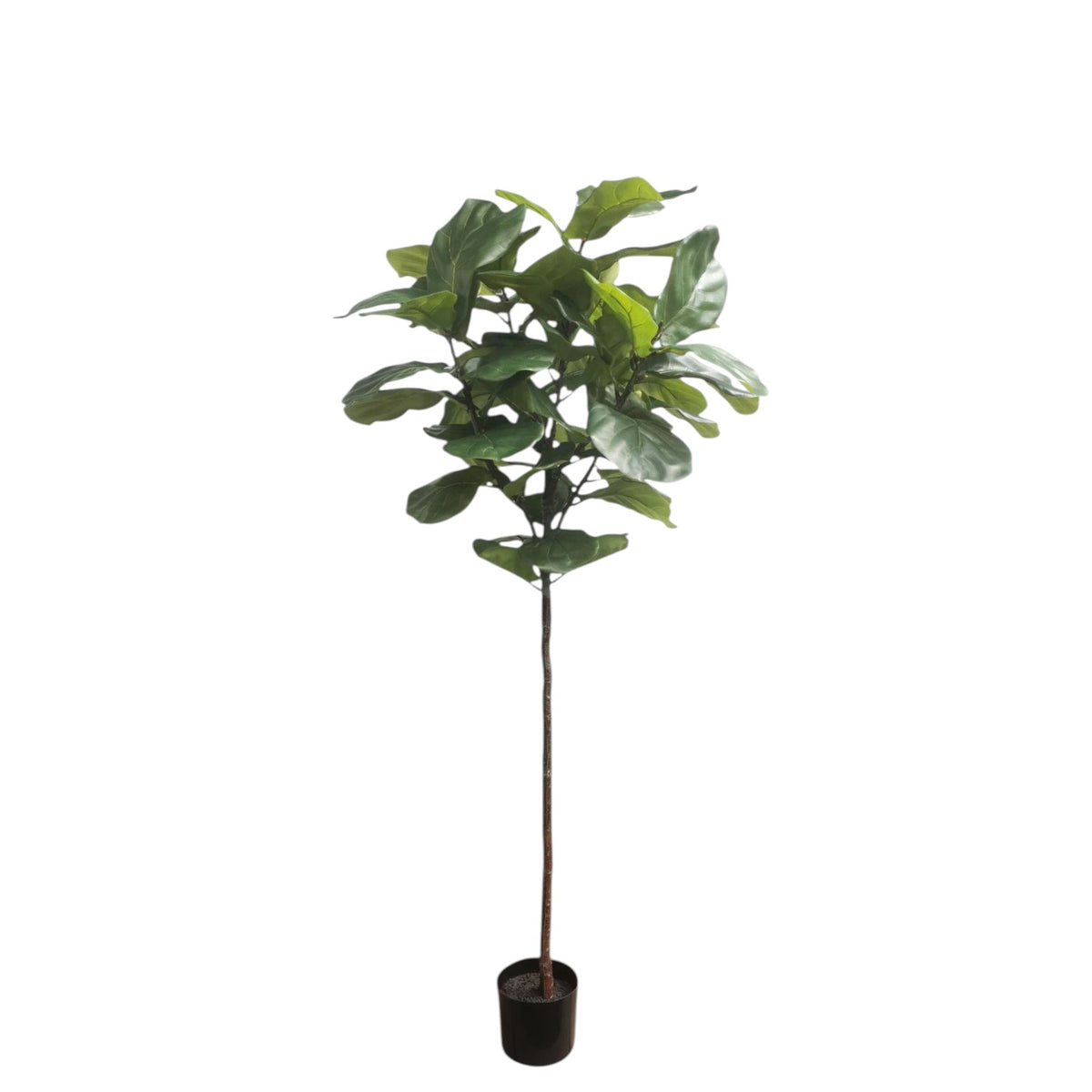 Fiddle-Leaf Fig Tree 169cm. – Flourish_ph
