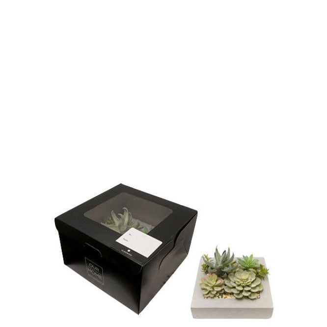 Framed Succulents with Gift Packaging – Flourish_ph