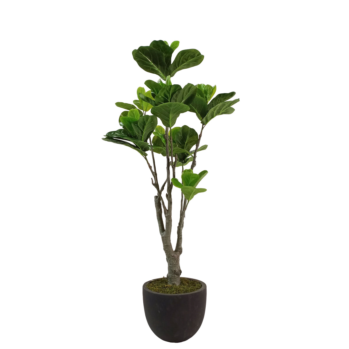 Fiddle Leaf Fig Tree 163cm. – Flourish_ph