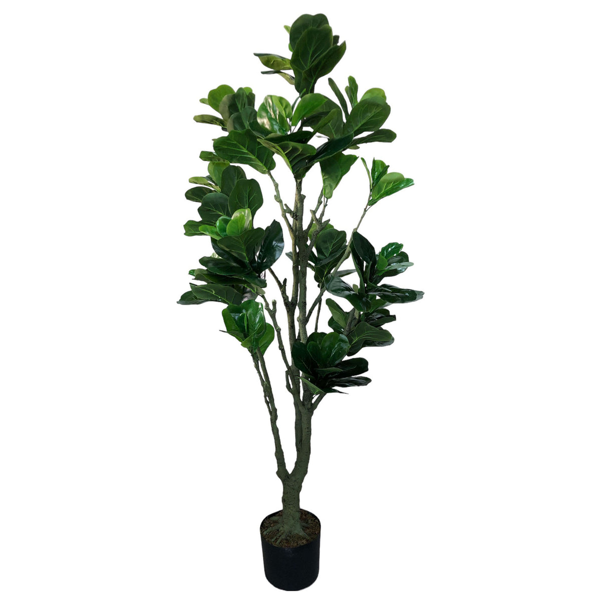 Fiddle Leaf Fig Tree 197cm. – Flourish_ph