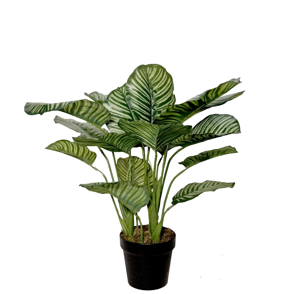 Calathea Pot 50cm. – Flourish_ph