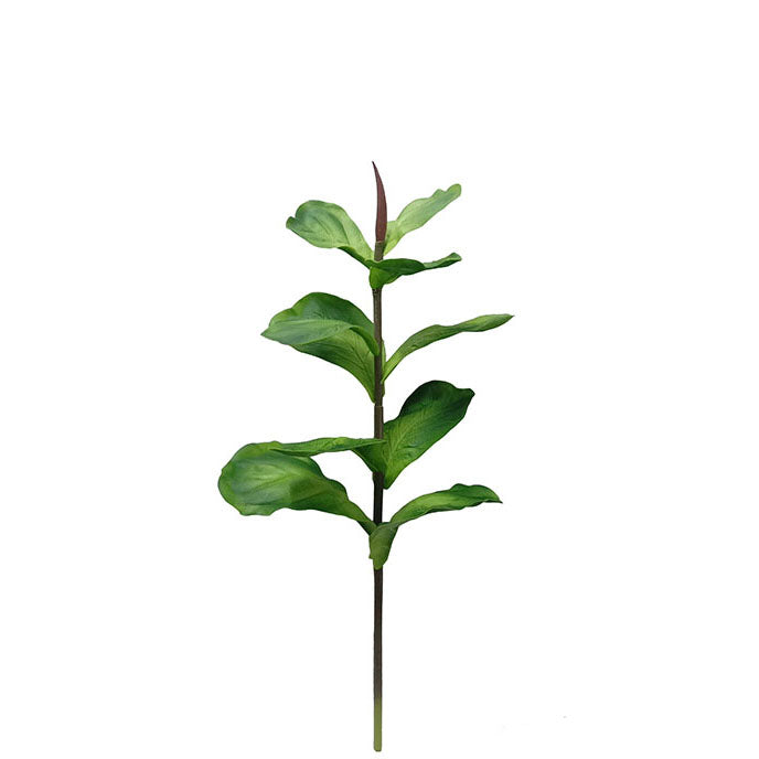 Fiddle Leaf Fig Spray 72cm. – Flourish_ph