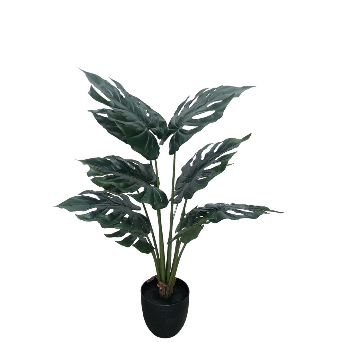 Split Leaf Philo 95cm. – Flourish_ph
