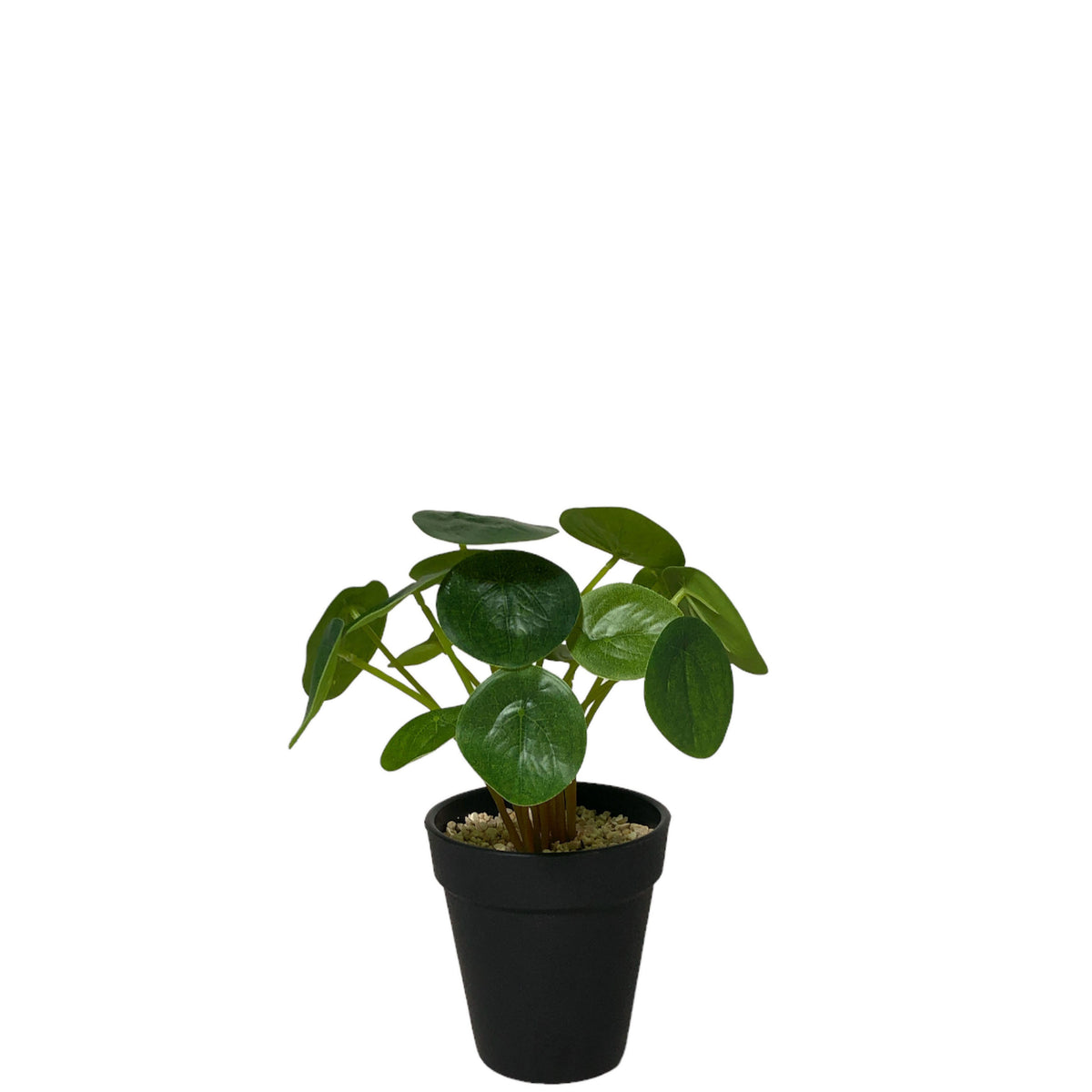 Potted Coin Plant 21cm. – Flourish_ph