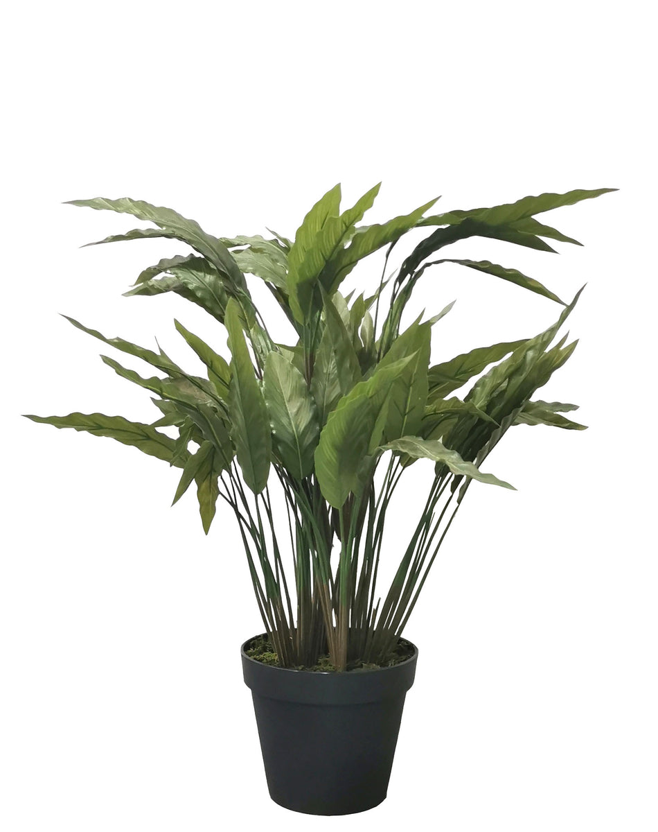 Arrowroot Plant 73cm. – Flourish_ph